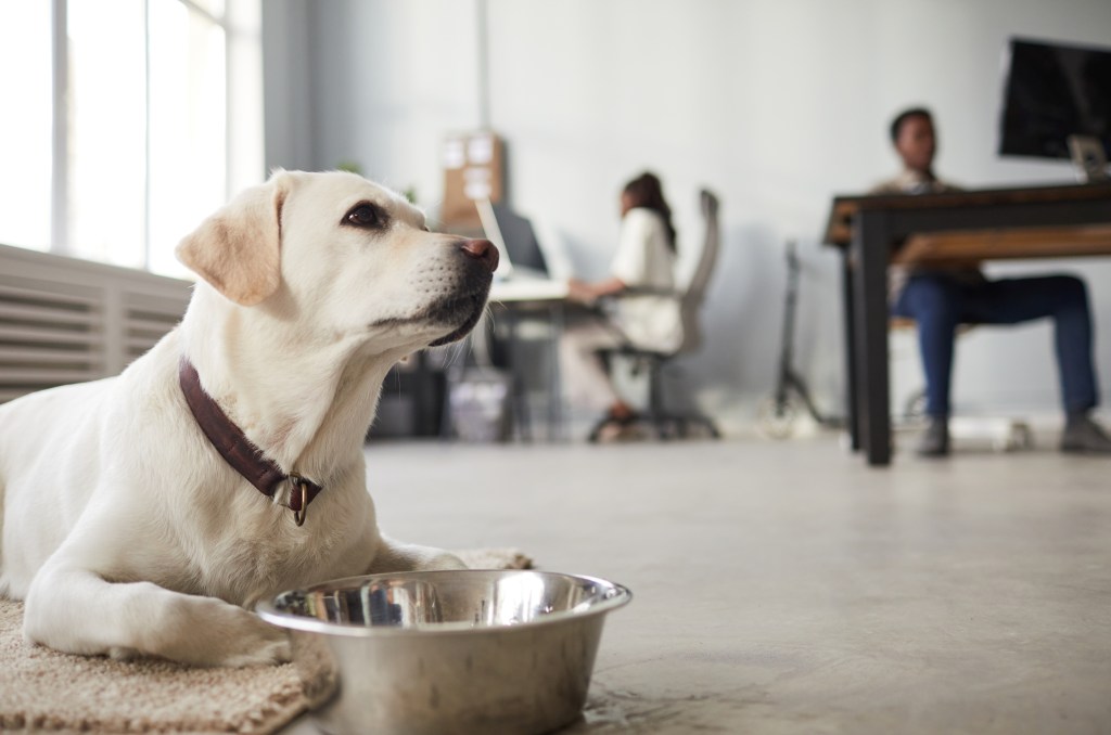 As employers return to offices, Petco encourages adding "pet-friendly ...